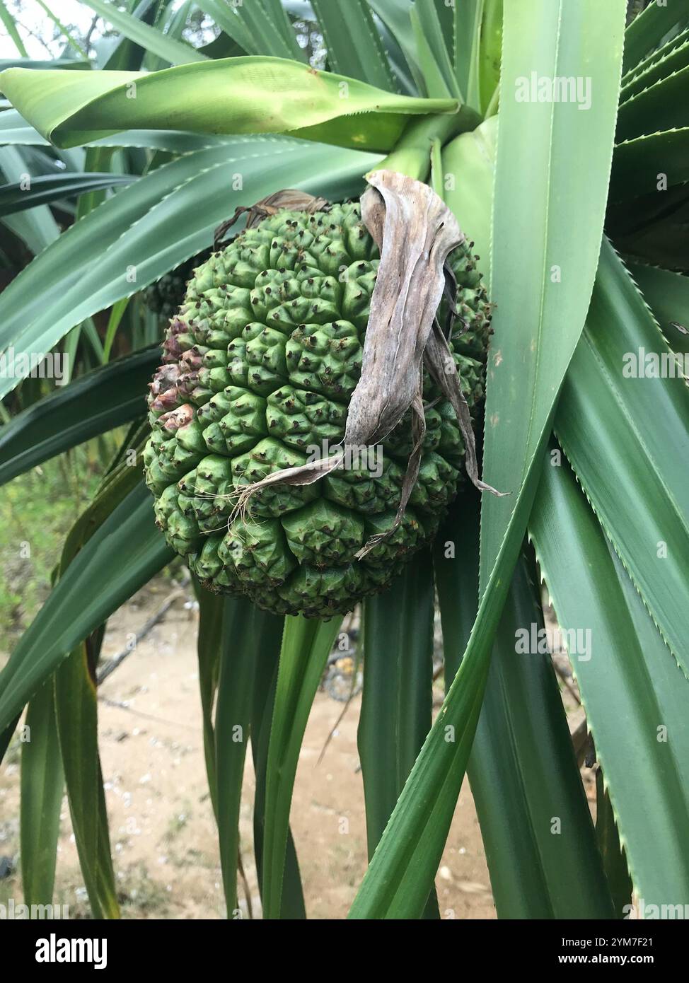 thatch screwpine (Pandanus tectorius Stock Photo - Alamy