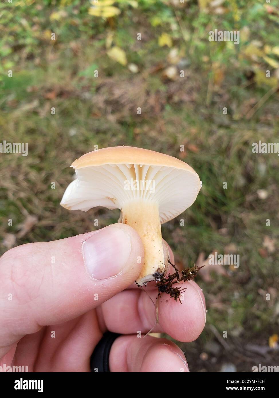 hygrophorus milkcap (Lactifluus hygrophoroides Stock Photo - Alamy