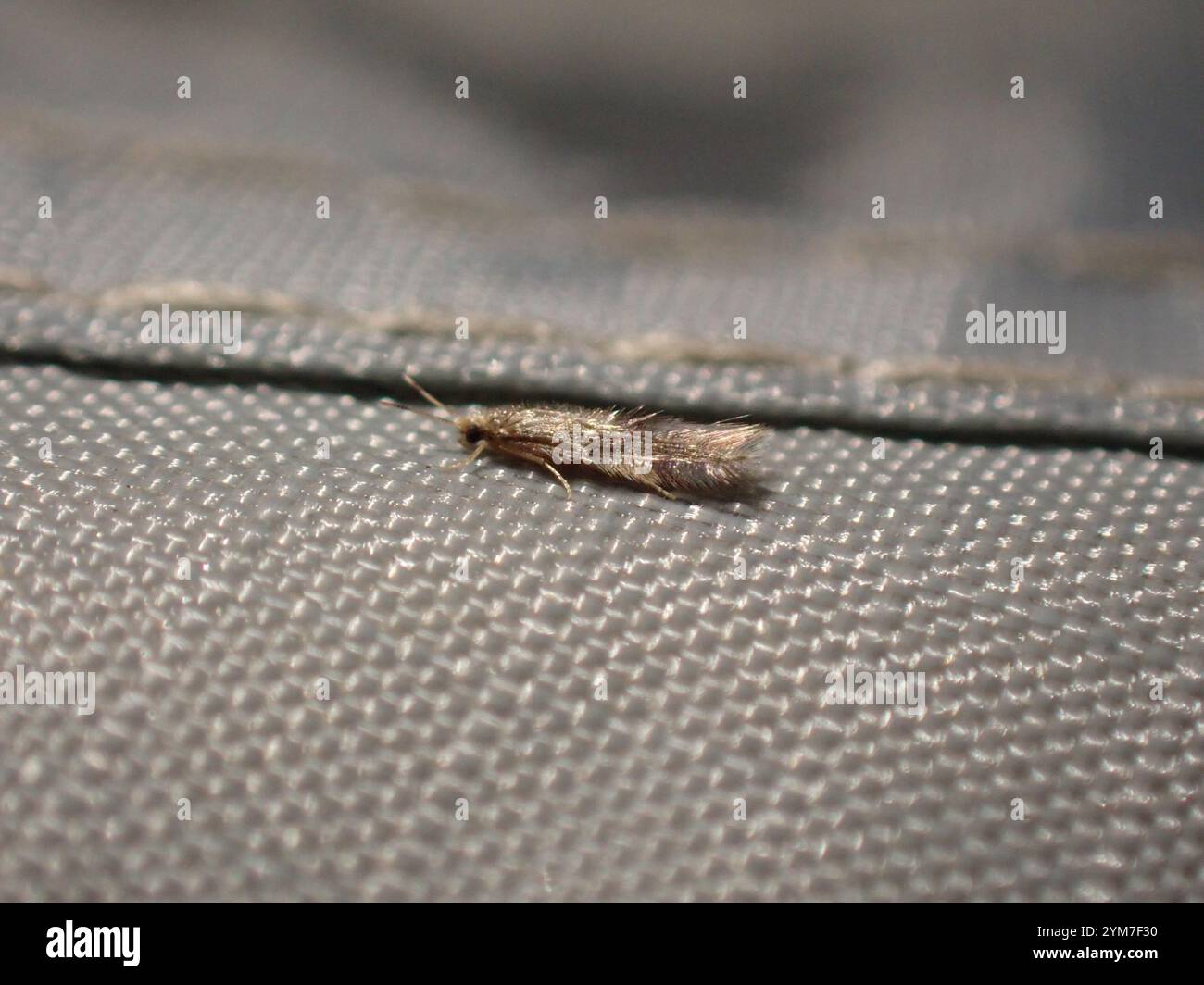 Microcaddisflies hi-res stock photography and images - Alamy