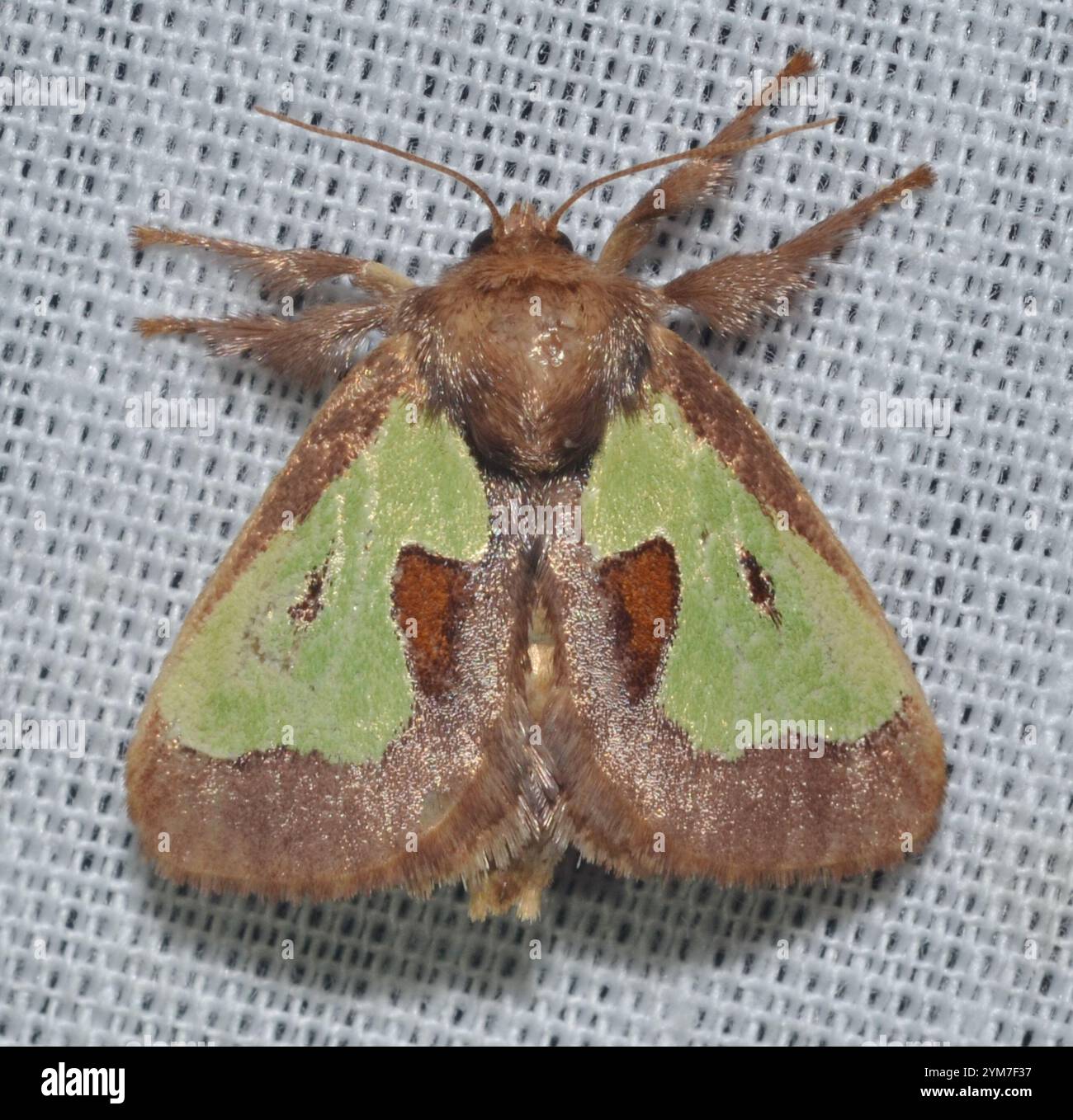 Spiny Oak-slug Moth (Euclea delphinii Stock Photo - Alamy