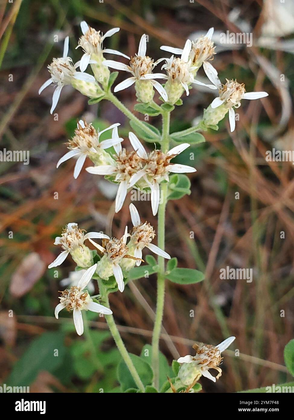 Dixie aster (Sericocarpus tortifolius Stock Photo - Alamy