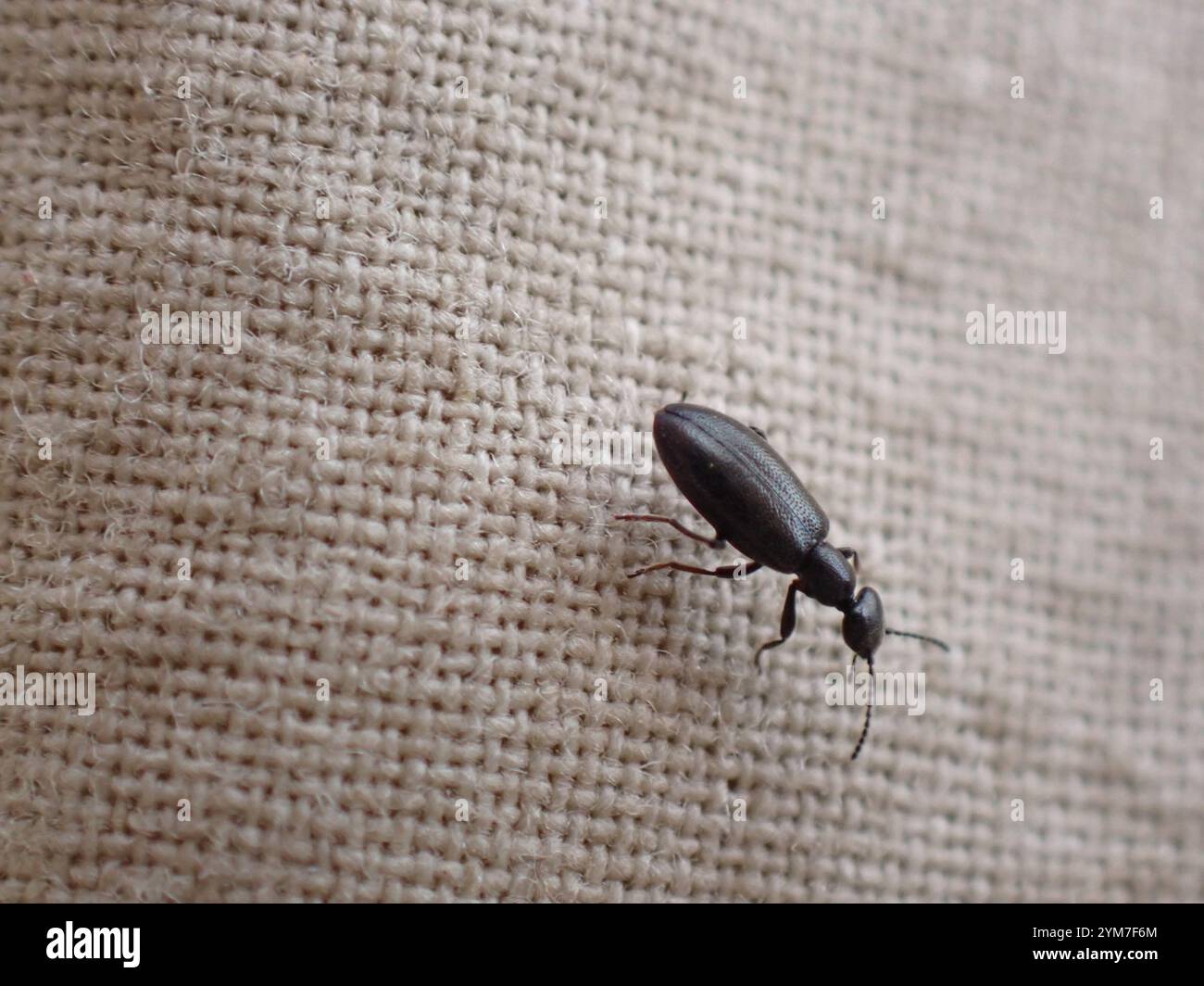 Ant-like Flower Beetles (Anthicidae Stock Photo - Alamy