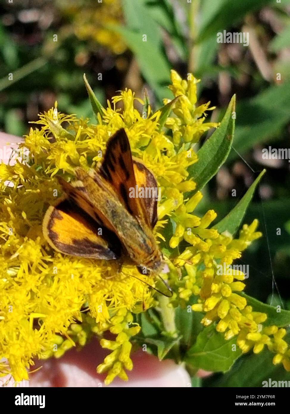 Fiery Skipper (Hylephila phyleus Stock Photo - Alamy