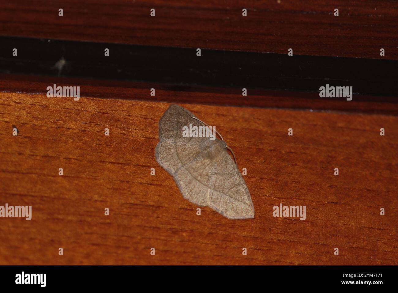 Geometer Moths (Geometridae Stock Photo - Alamy