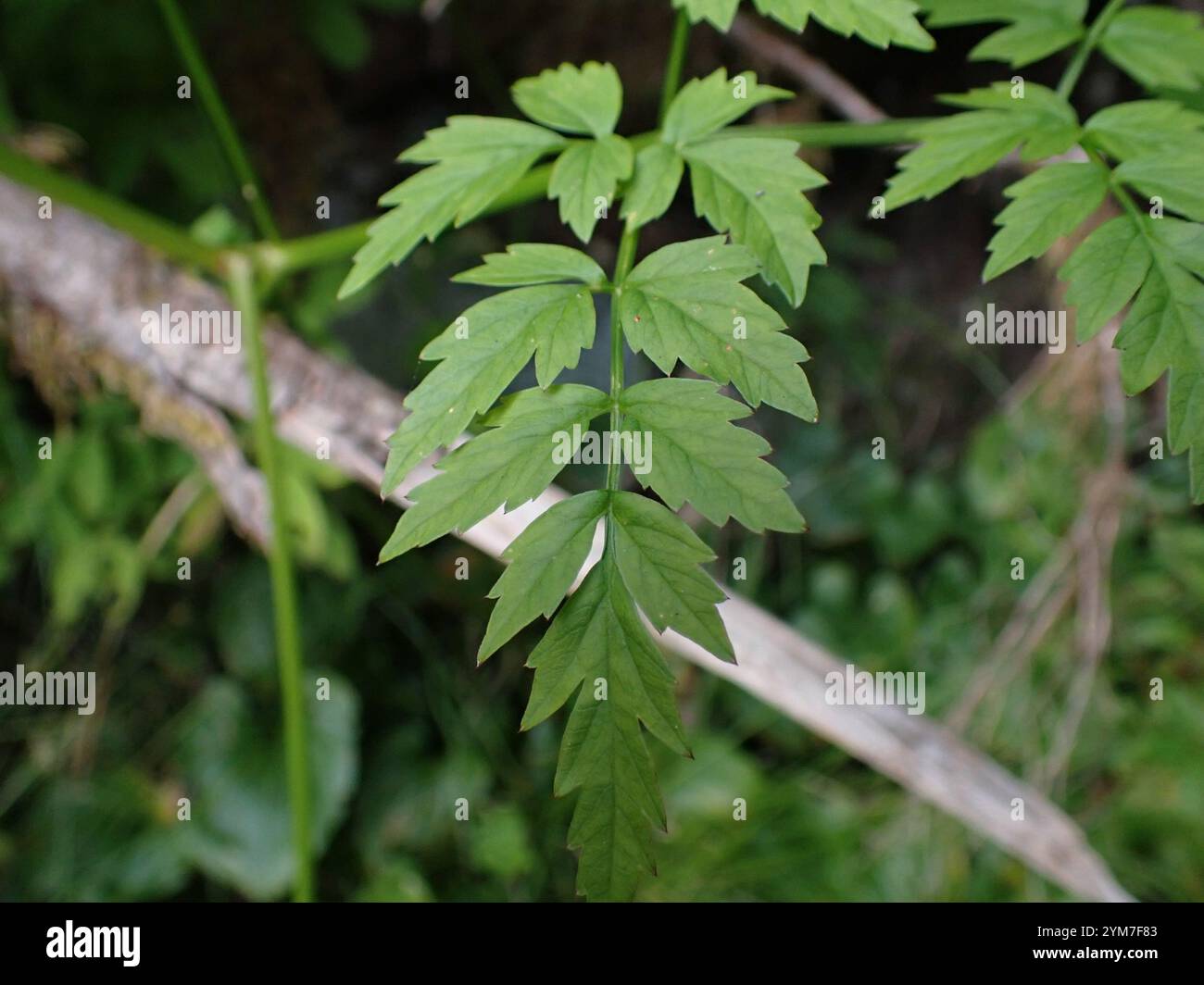 water parsley (Oenanthe sarmentosa Stock Photo - Alamy