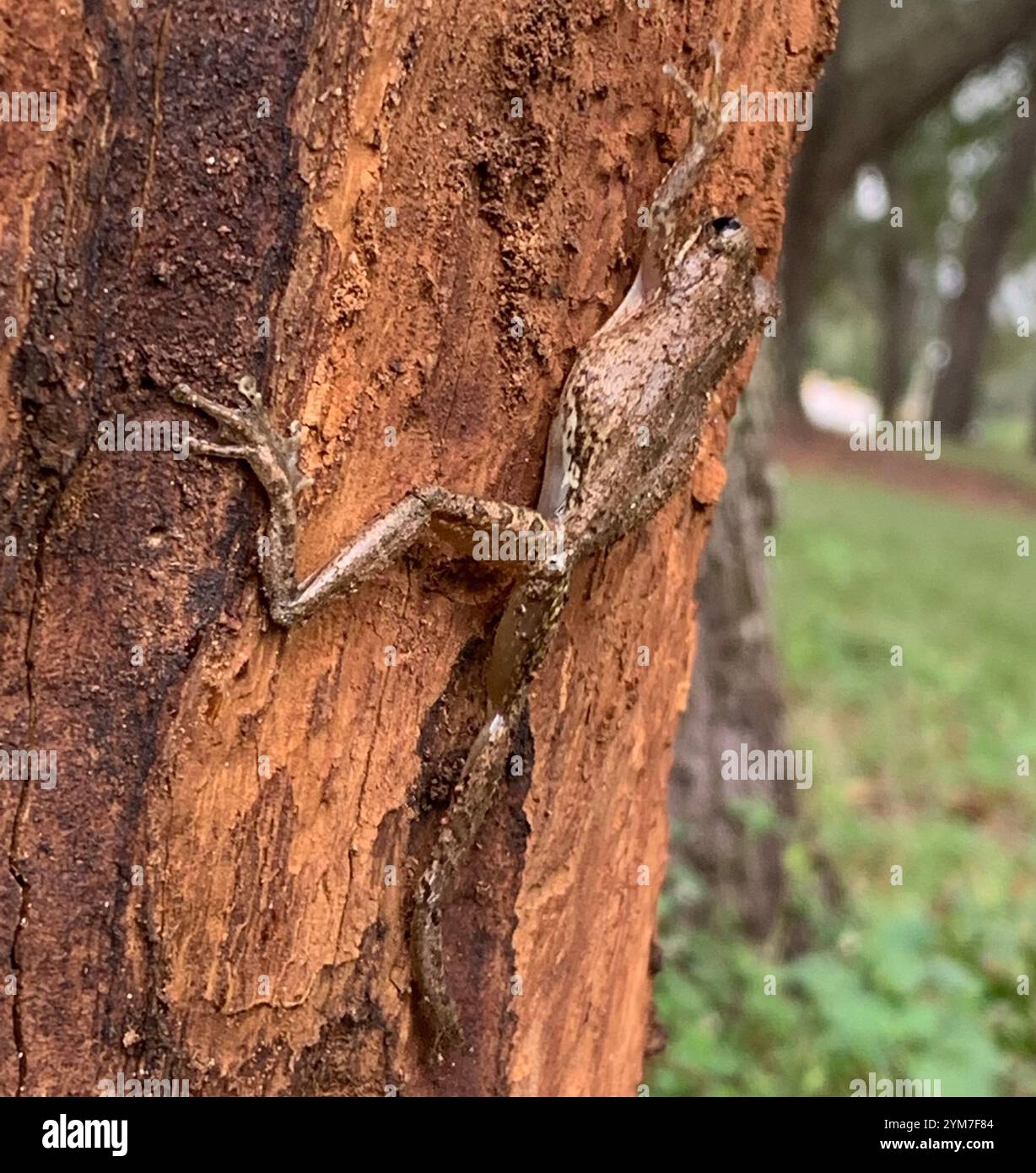 Cuban Tree Frog (Osteopilus septentrionalis Stock Photo - Alamy
