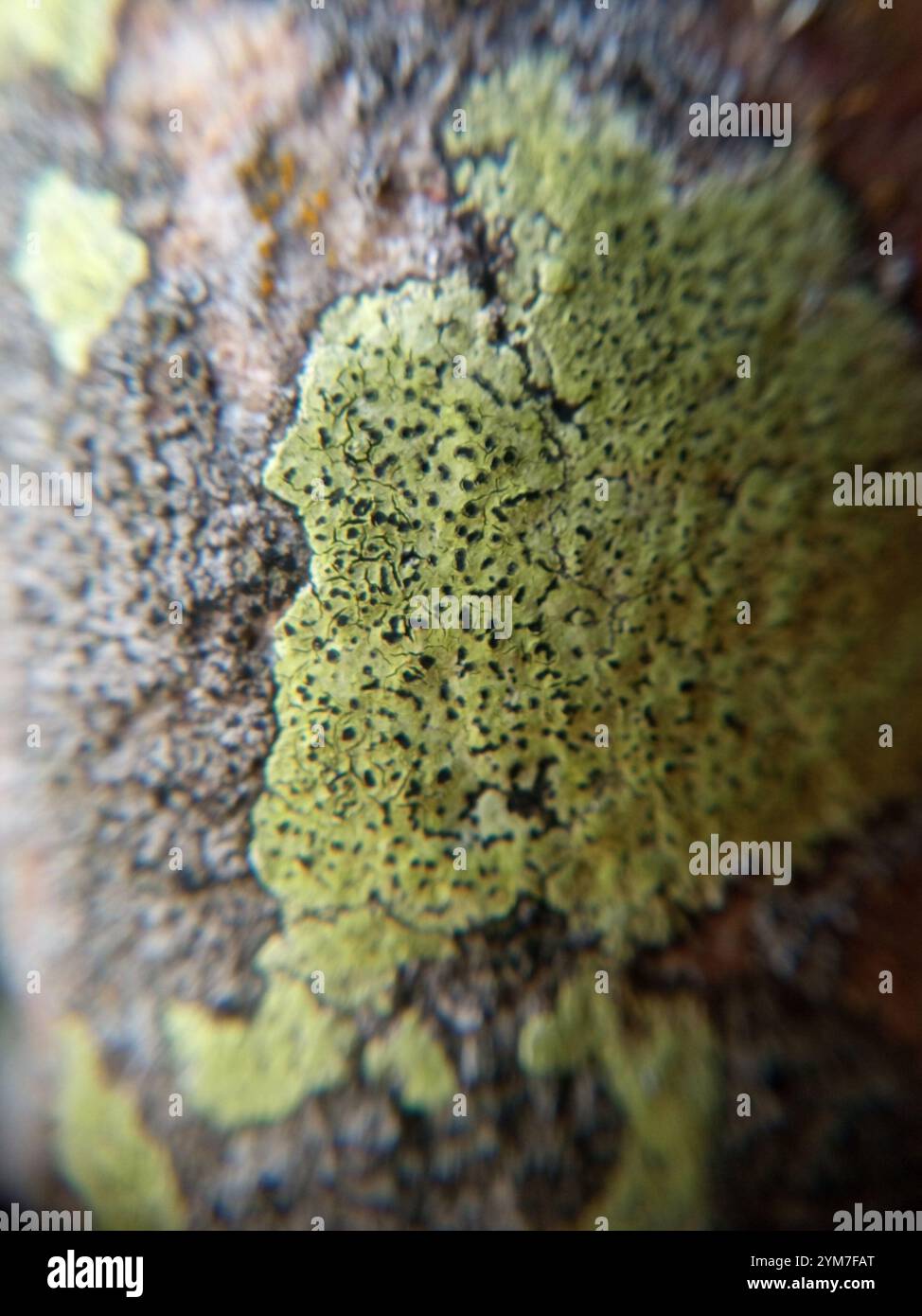 yellow map lichen (Rhizocarpon geographicum Stock Photo - Alamy