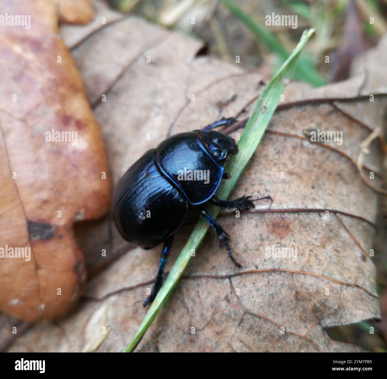 Woodland Dor Beetle (Anoplotrupes stercorosus Stock Photo - Alamy