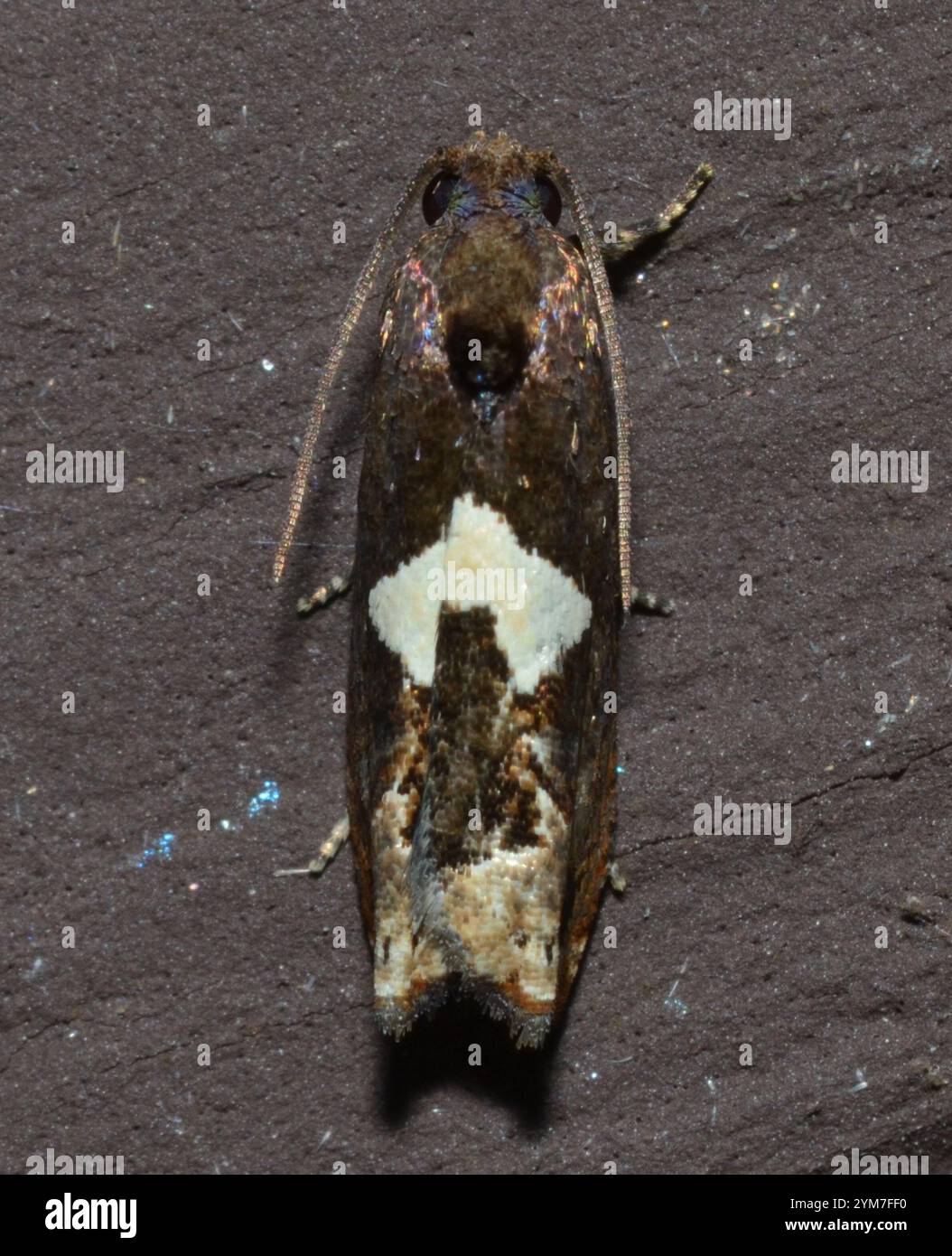 Bidens Borer Moth (Epiblema otiosana Stock Photo - Alamy