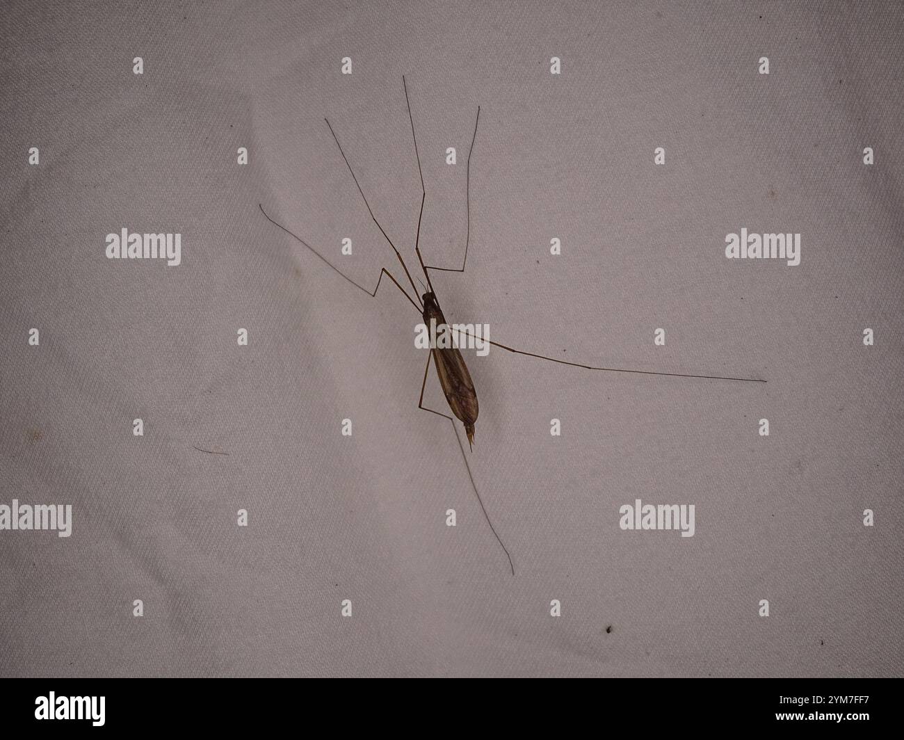 Crane Flies (Tipulomorpha Stock Photo - Alamy