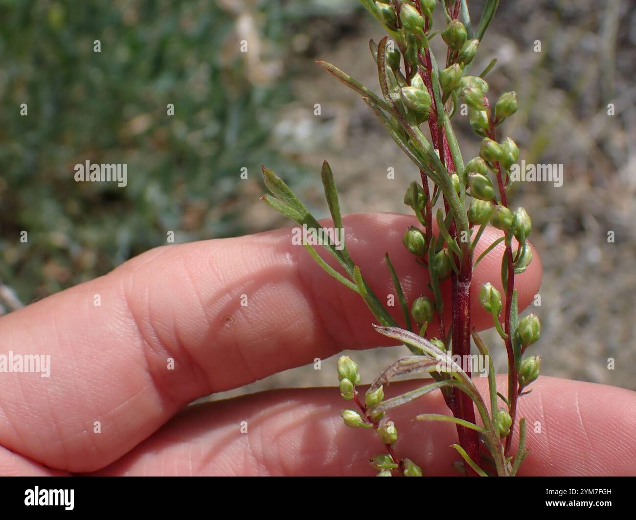 Field Sagewort (Artemisia campestris Stock Photo - Alamy