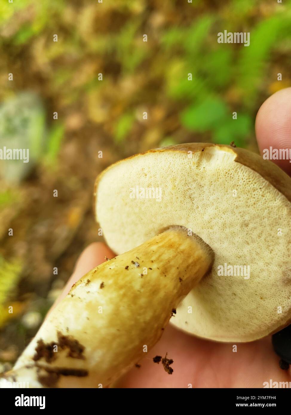 spotted bolete (Xanthoconium affine Stock Photo - Alamy