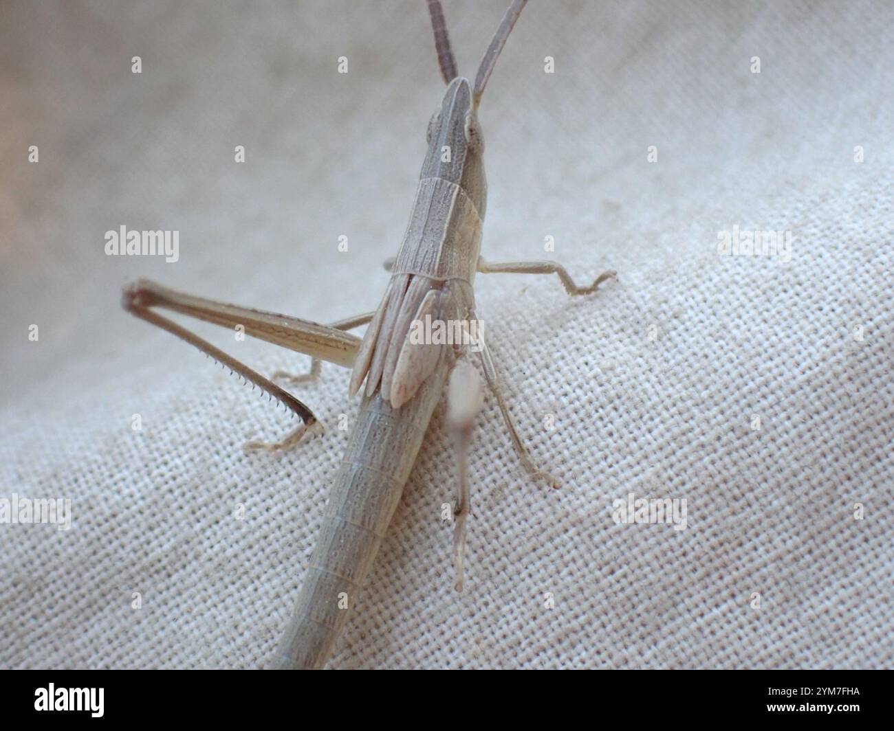 Bunch Grass Locust (Pseudopomala brachyptera Stock Photo - Alamy