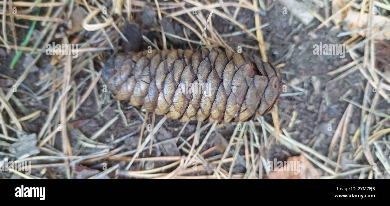 Siberian spruce (Picea obovata Stock Photo - Alamy