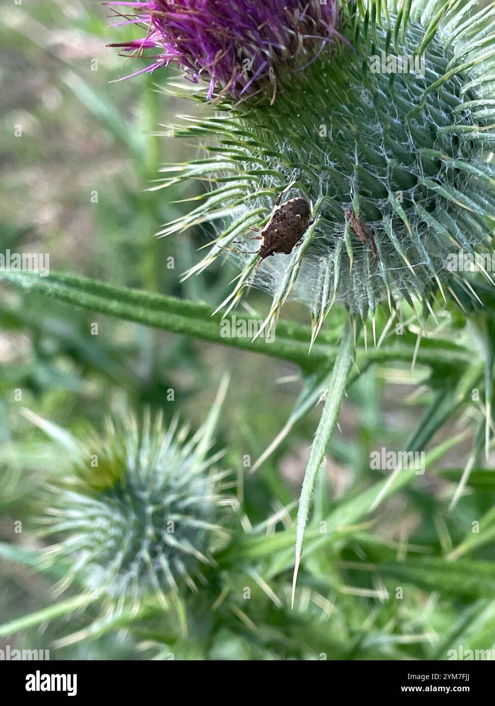 Oncocoris hi-res stock photography and images - Alamy