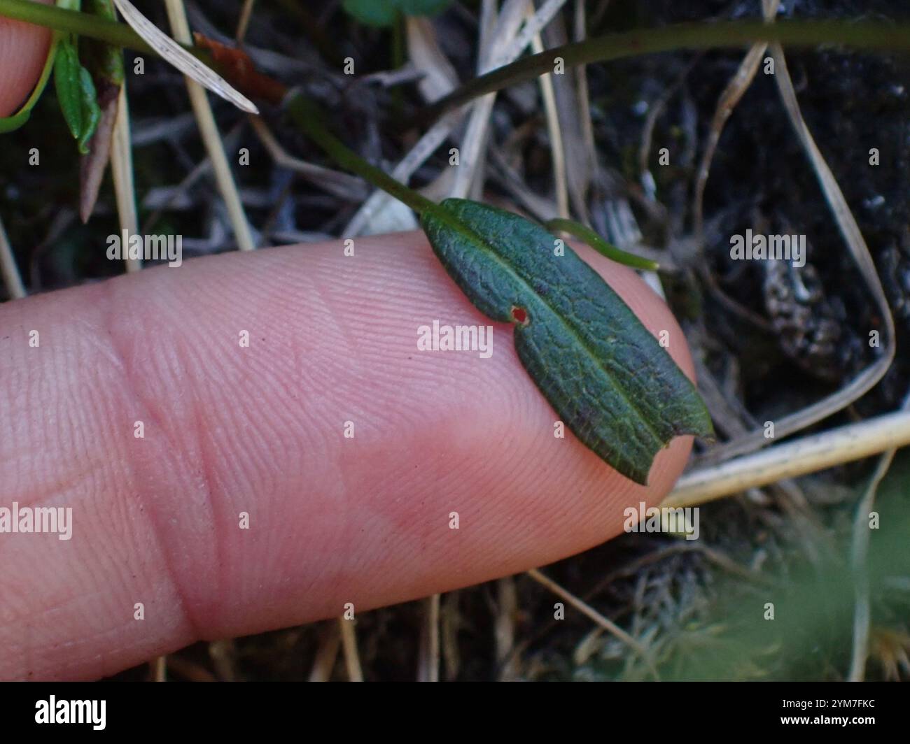 alpine bistort (Bistorta vivipara Stock Photo - Alamy