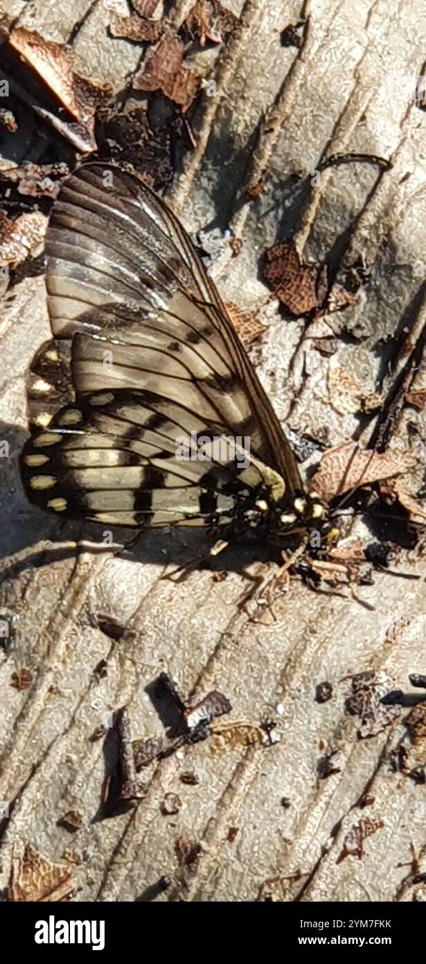 Glasswing (Acraea andromacha Stock Photo - Alamy