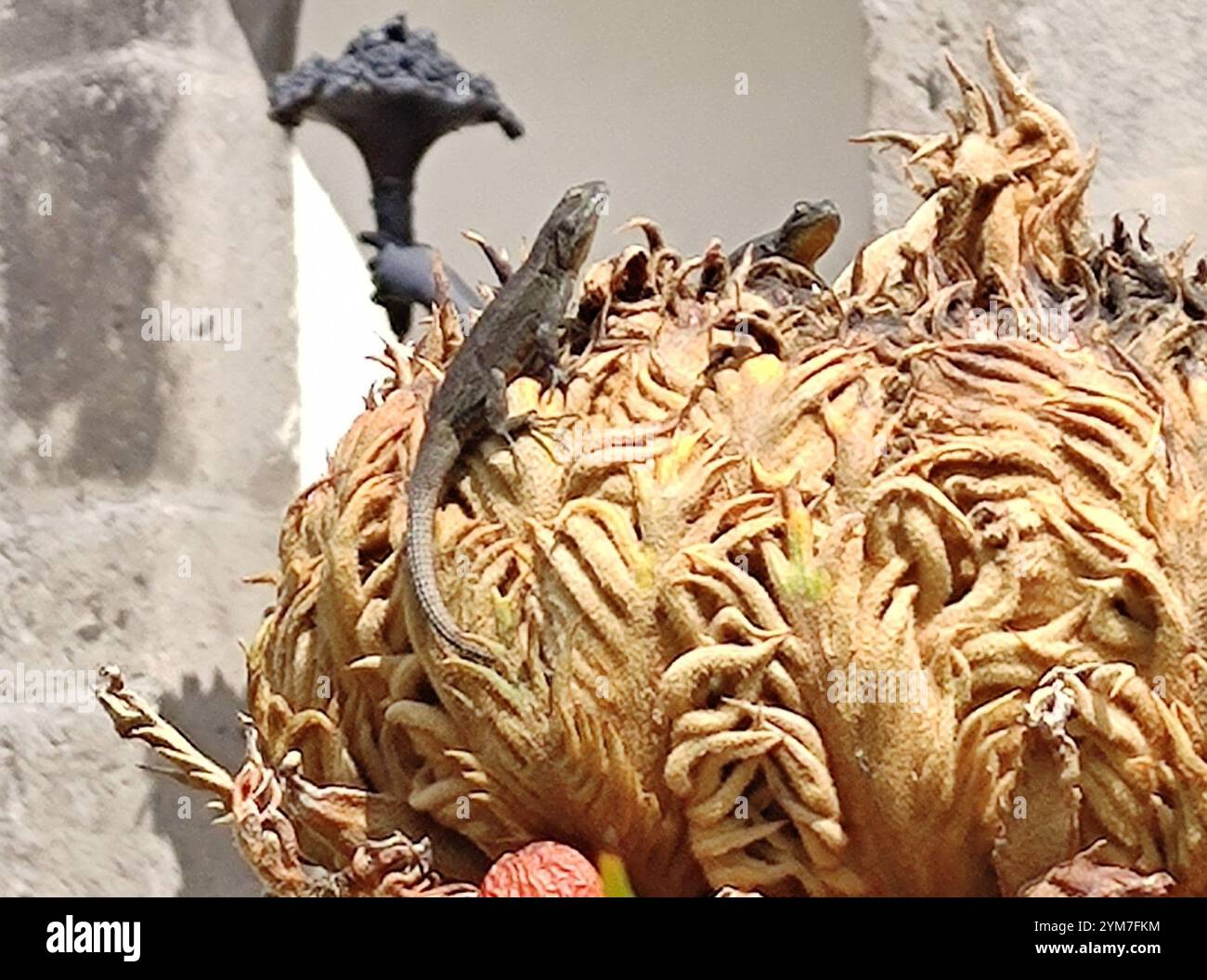 Spiny Lizards (Sceloporus Stock Photo - Alamy
