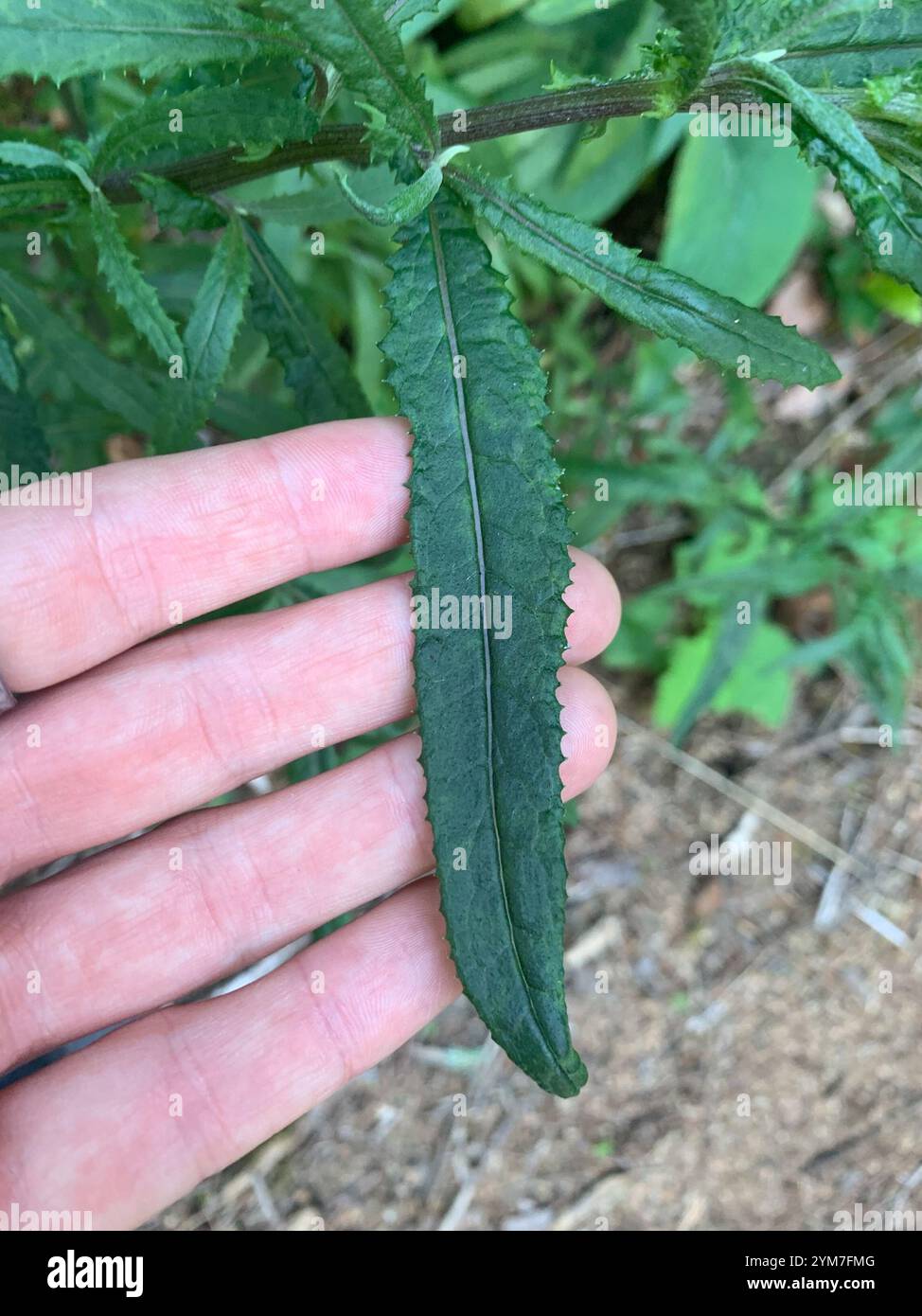 coastal burnweed (Senecio minimus Stock Photo - Alamy