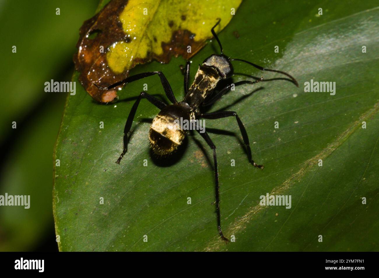 Shimmering Golden Sugar ant (Camponotus sericeiventris Stock Photo - Alamy
