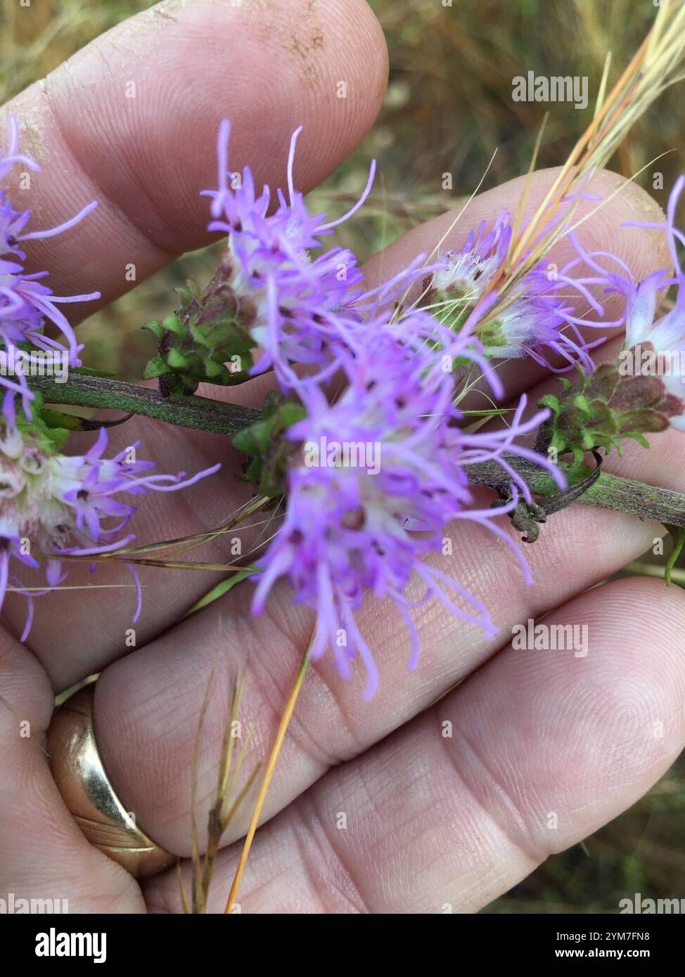 Appalachian blazing star hi-res stock photography and images - Alamy