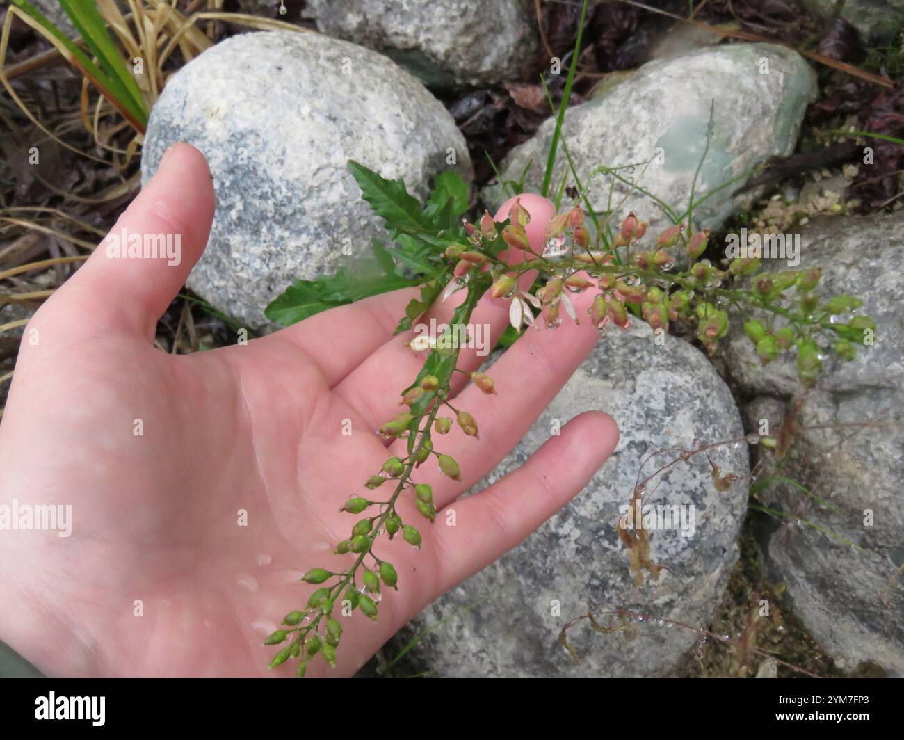 Bog Yellowcress (Rorippa palustris Stock Photo - Alamy