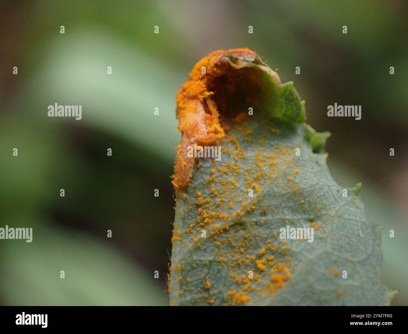 rust fungi (Pucciniales Stock Photo - Alamy
