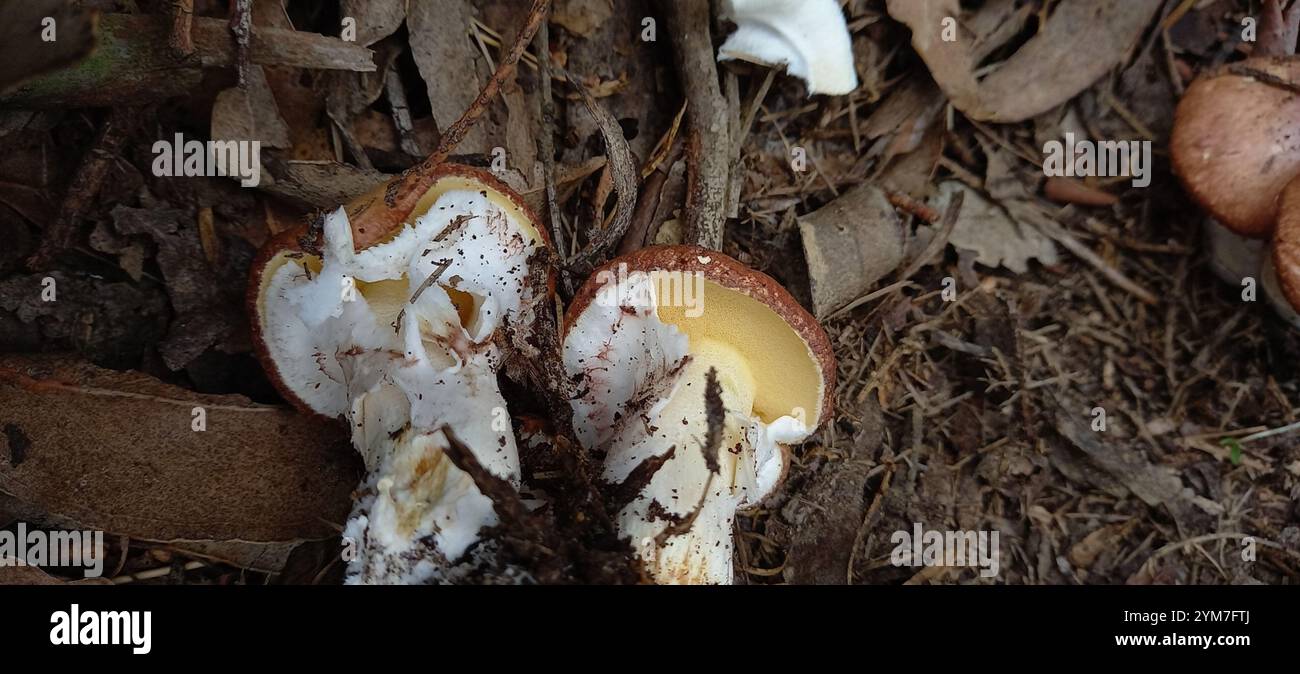 Purple-veiled Slippery Jack (Suillus luteus Stock Photo - Alamy