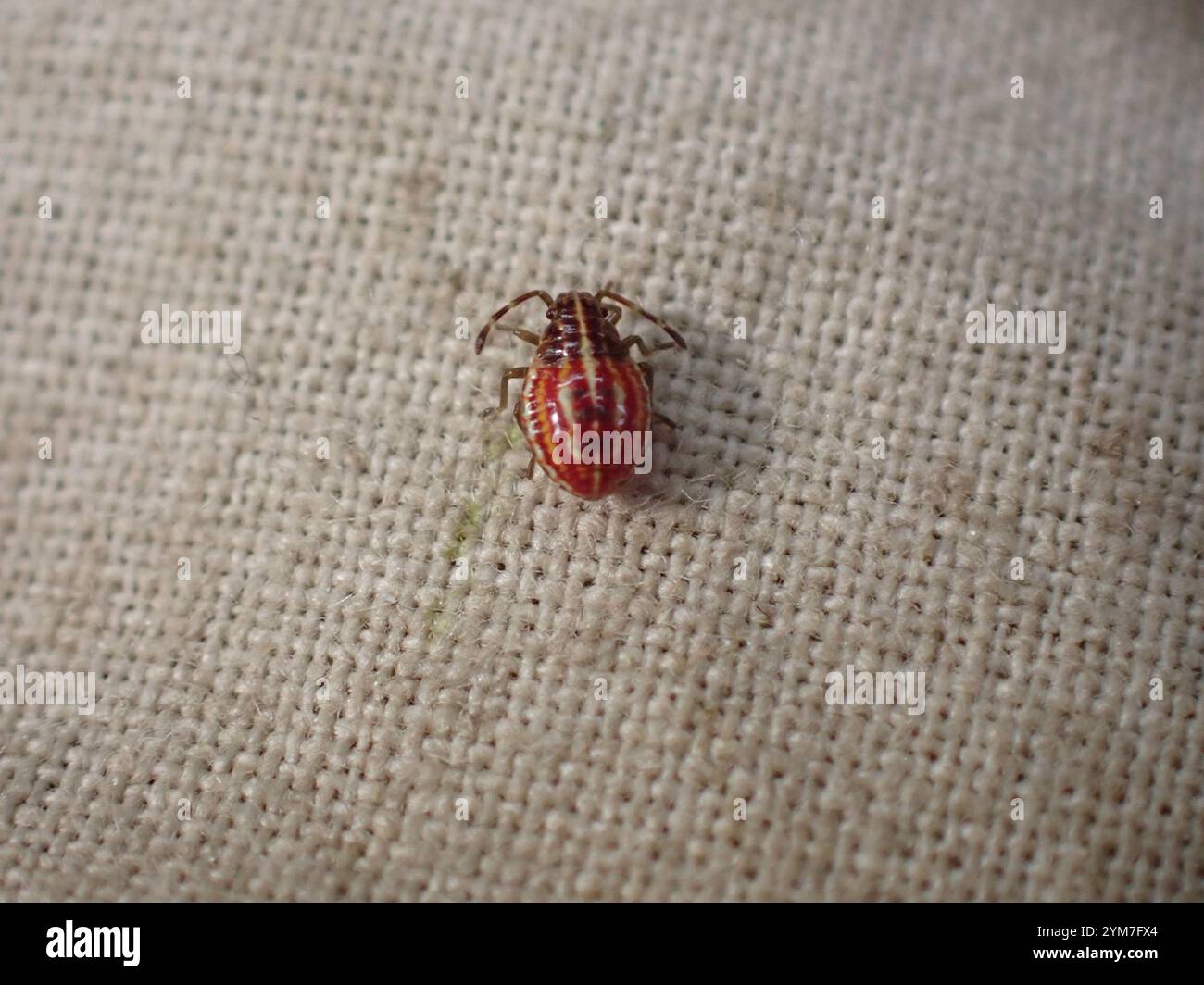 True Bugs (Heteroptera Stock Photo - Alamy