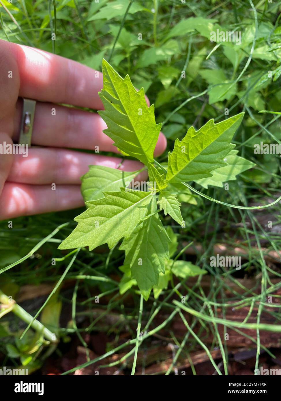 northern bugleweed (Lycopus uniflorus Stock Photo - Alamy