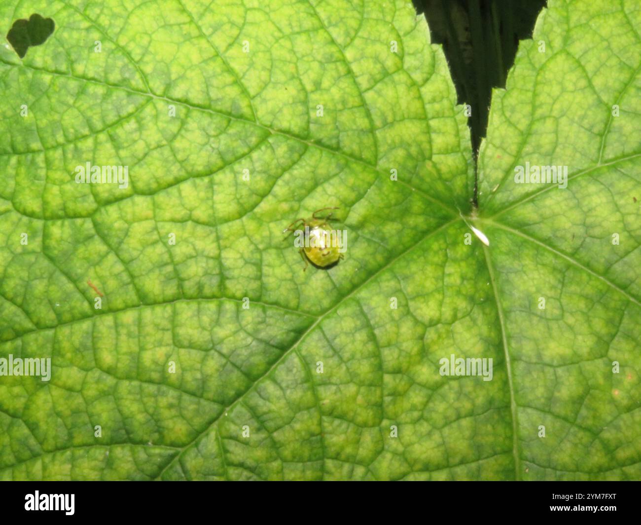 True Bugs (Heteroptera Stock Photo - Alamy