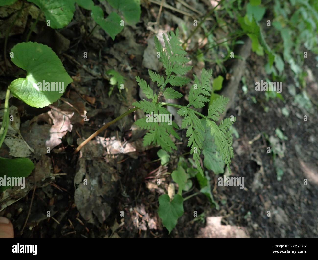 rattlesnake fern (Botrypus virginianus Stock Photo - Alamy
