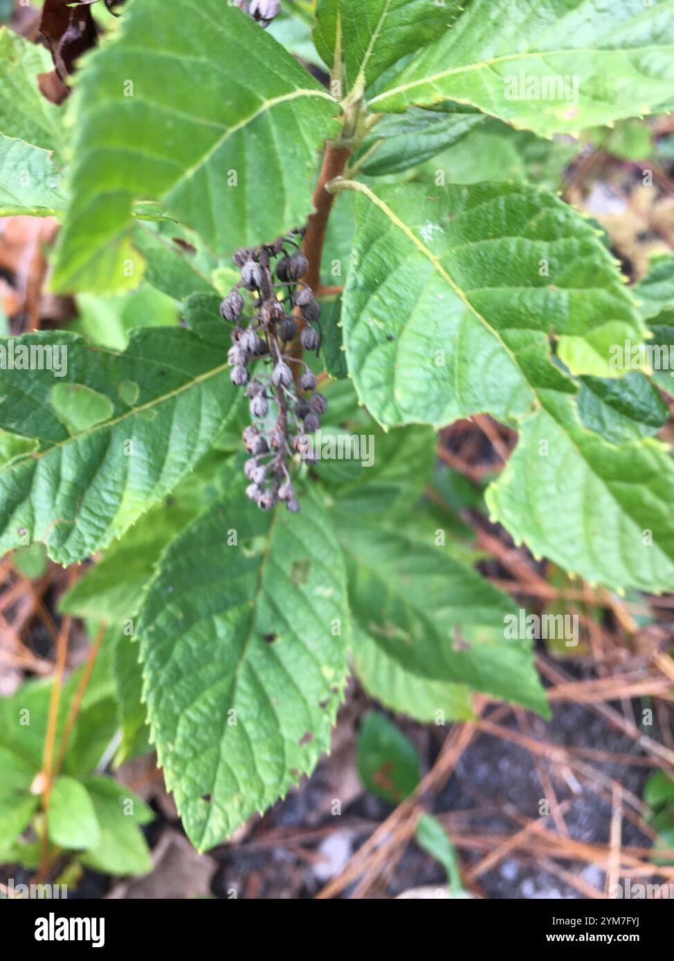 Sweet Pepperbush (Clethra alnifolia Stock Photo - Alamy