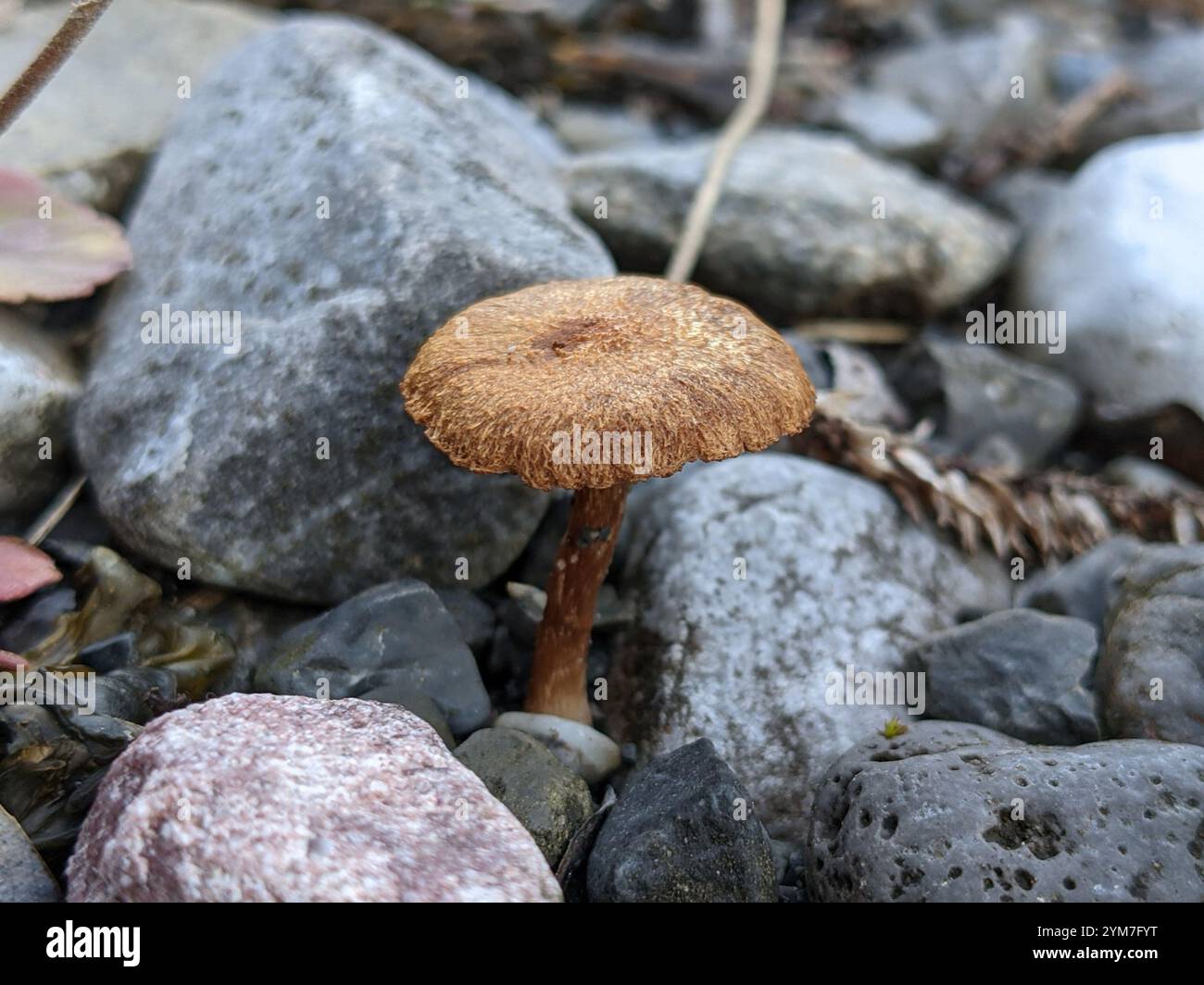 Inocybe lanuginosa hi-res stock photography and images - Alamy