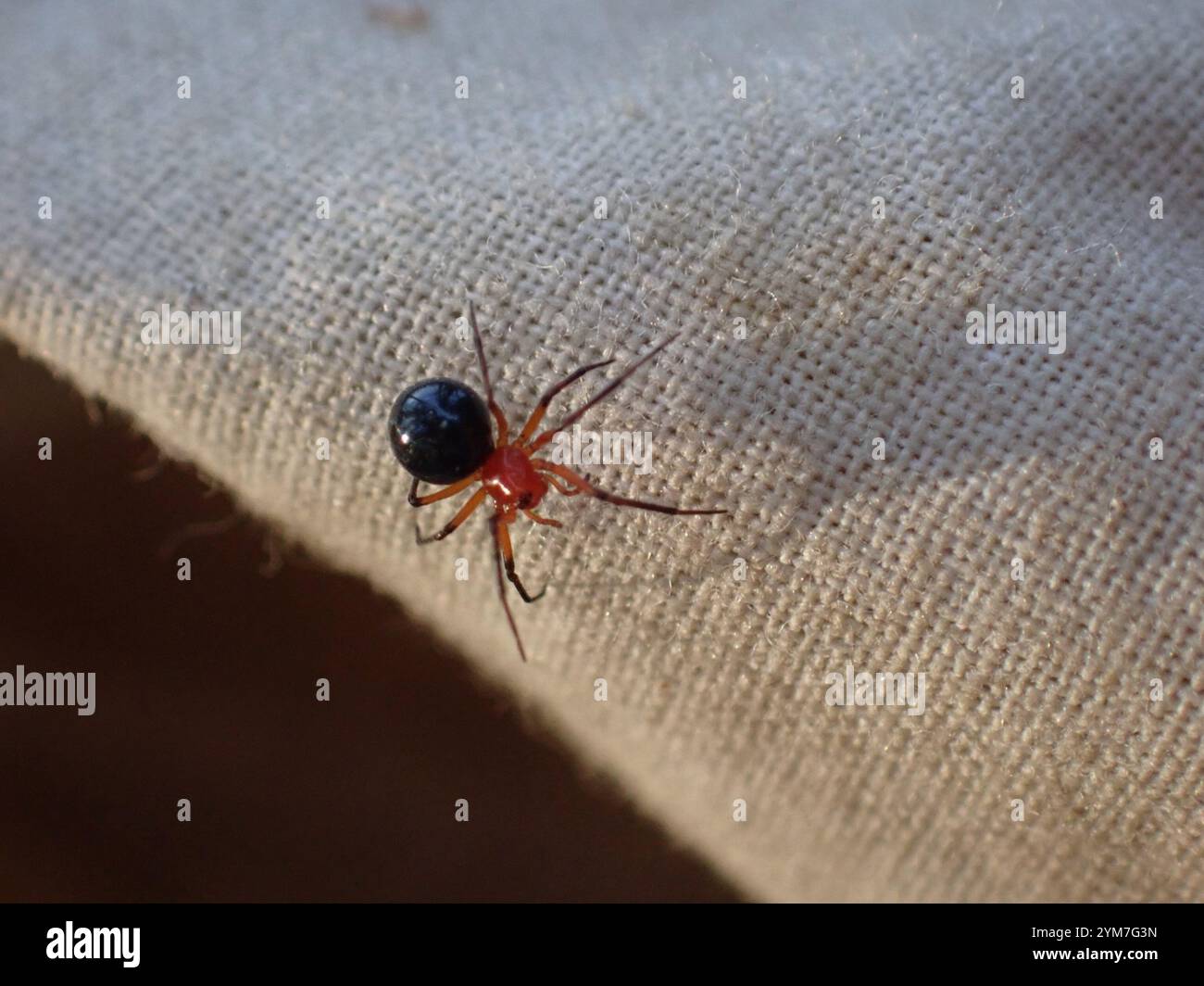 Dwarf Spiders (Erigoninae Stock Photo - Alamy