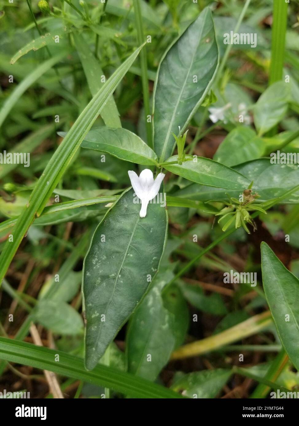 flowering plants (Angiospermae Stock Photo - Alamy