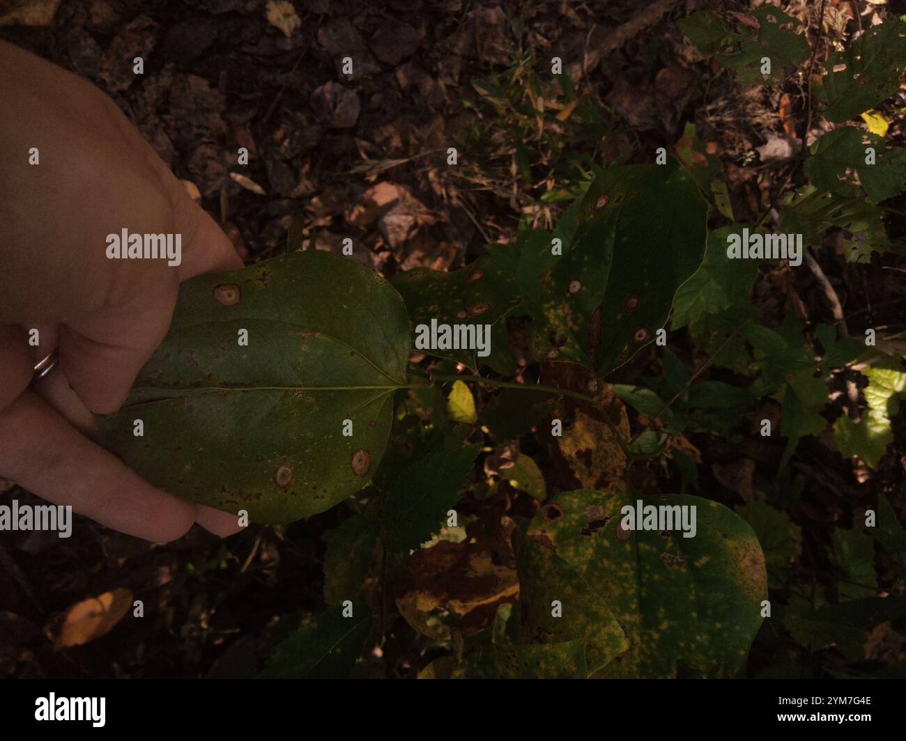 roundleaf greenbrier (Smilax rotundifolia Stock Photo - Alamy
