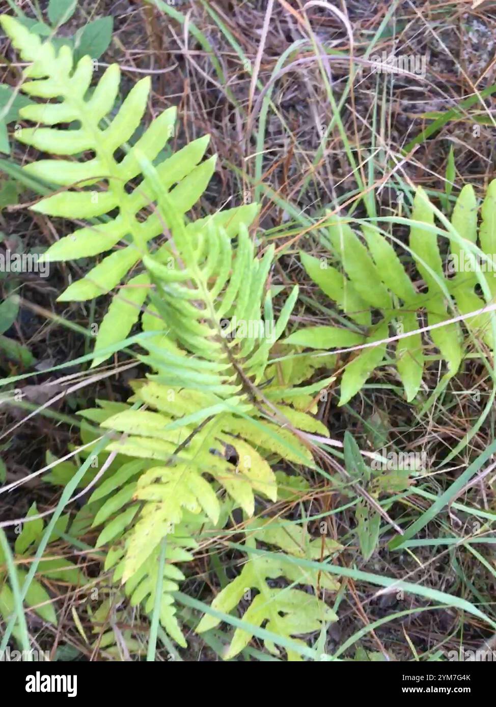 netted chain fern (Woodwardia areolata Stock Photo - Alamy