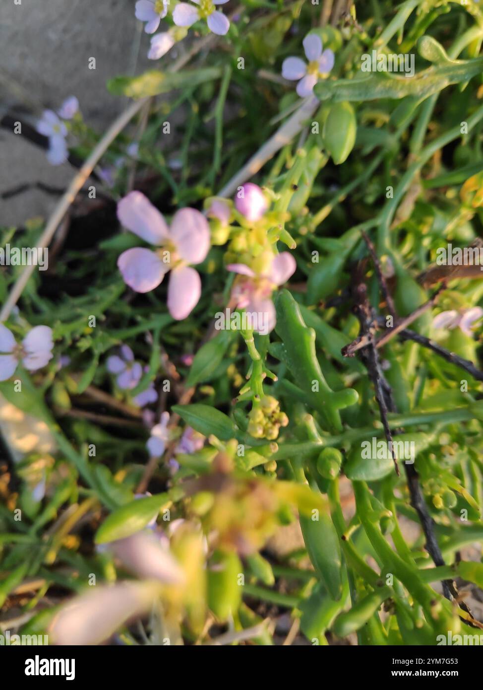 European Searocket (Cakile maritima Stock Photo - Alamy