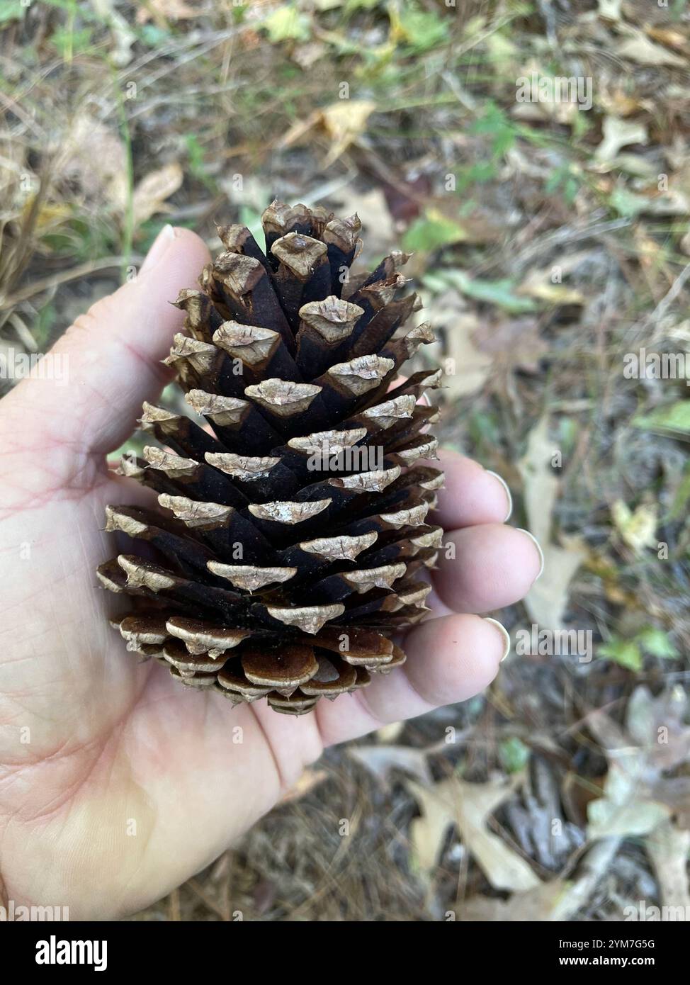 loblolly pine (Pinus taeda Stock Photo - Alamy