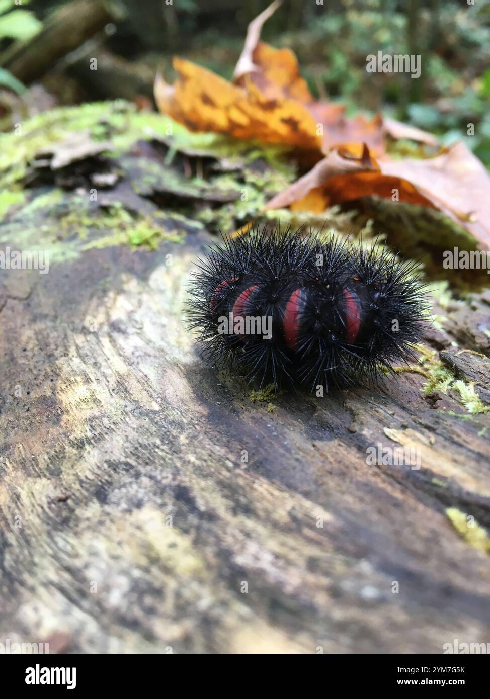 Giant Leopard Moth (Hypercompe scribonia Stock Photo - Alamy