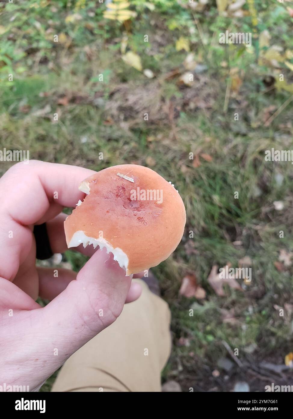 hygrophorus milkcap (Lactifluus hygrophoroides Stock Photo - Alamy