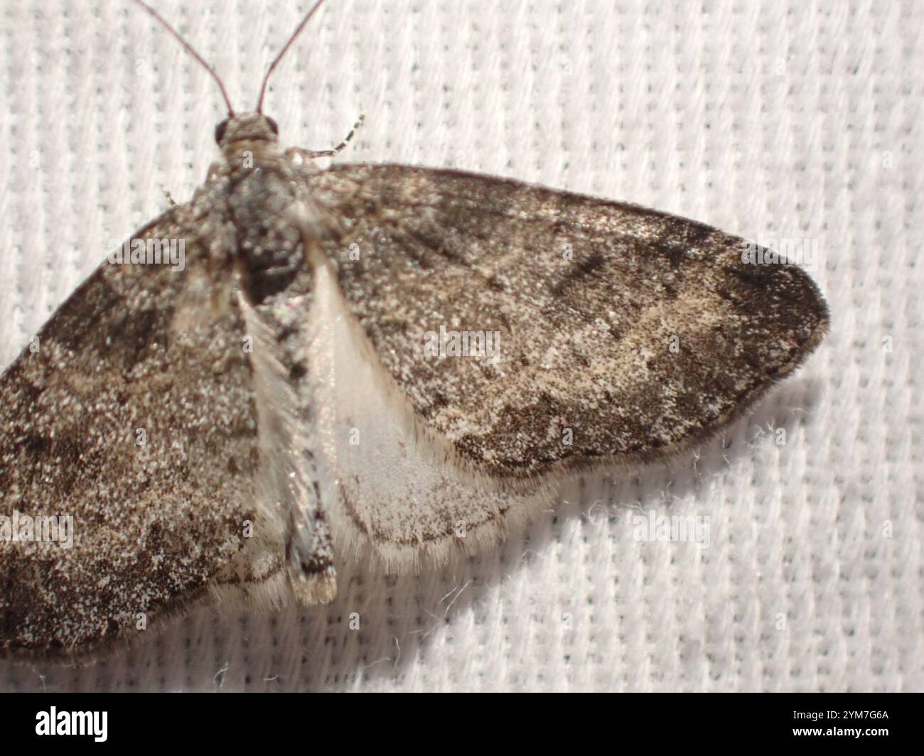 Powdered Bigwing Moth (Lobophora nivigerata Stock Photo - Alamy
