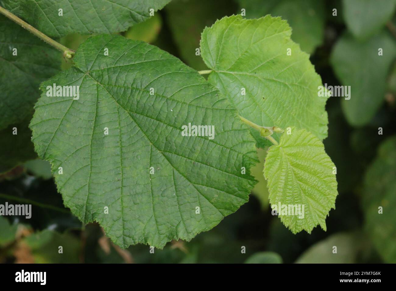 common hazel (Corylus avellana Stock Photo - Alamy