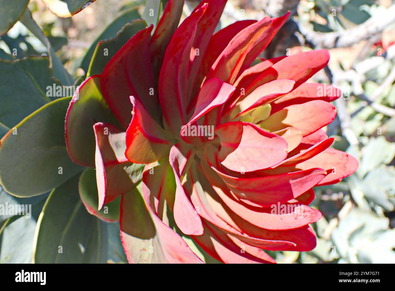 Protea nitida hi-res stock photography and images - Alamy