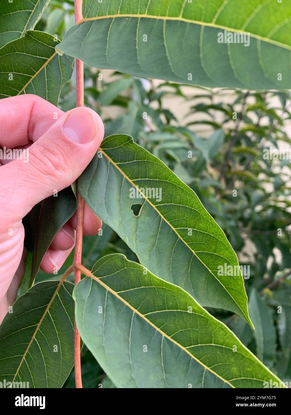 tree-of-heaven (Ailanthus altissima Stock Photo - Alamy
