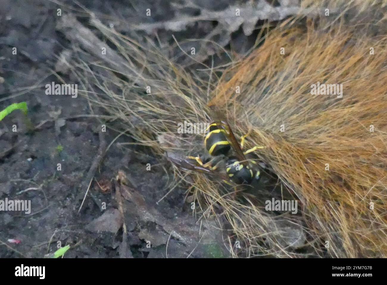 Alaska Yellowjacket (Vespula alascensis Stock Photo - Alamy