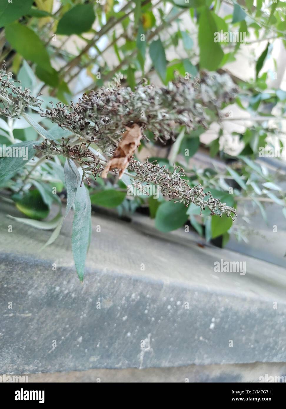 Angle Shades (Phlogophora meticulosa Stock Photo - Alamy