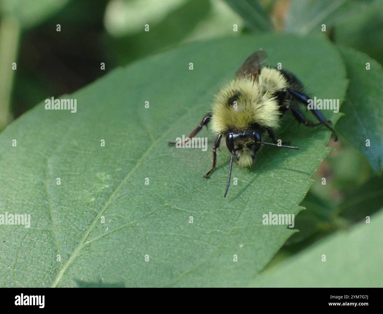 Half-black Bumble Bee (Bombus vagans Stock Photo - Alamy