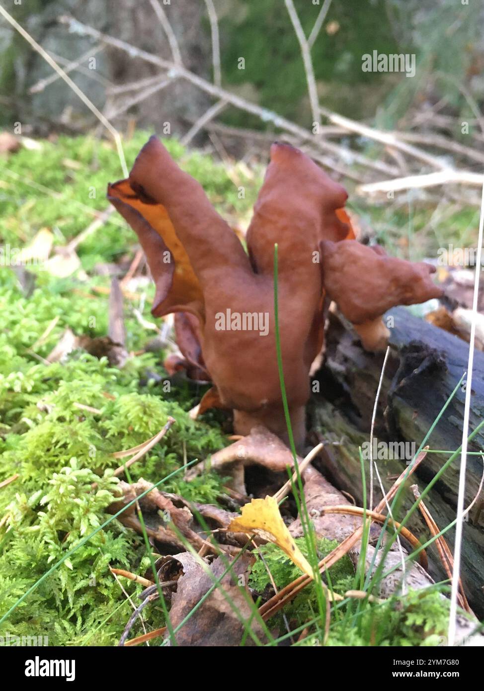 Saddle-shaped False Morel (Gyromitra infula Stock Photo - Alamy